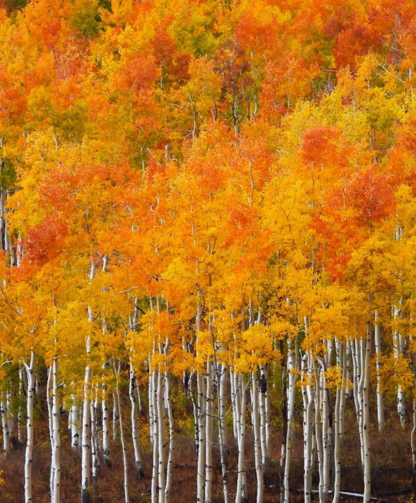 PHOTOS: SteamboatSnaps Fall Foliage contest winner announced ...